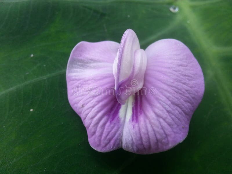 Nature Wild Katarodu Flower of Sri Lanka Stock Image - Image of paper ...