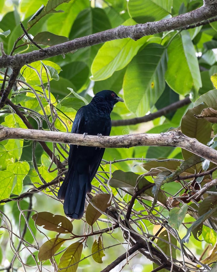 Asian Koel Bird Perching on Tree Branch Stock Image - Image of ...