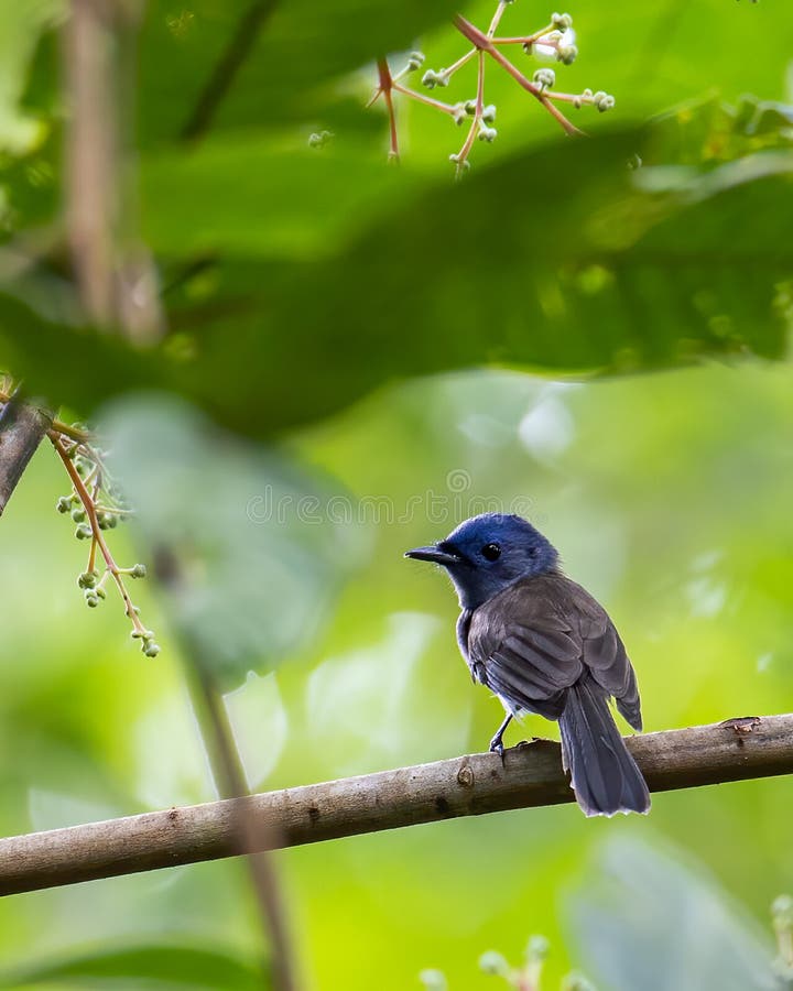 Nature Wildlife Bird Black-naped Monarch Hypothymis Standing on Tree ...