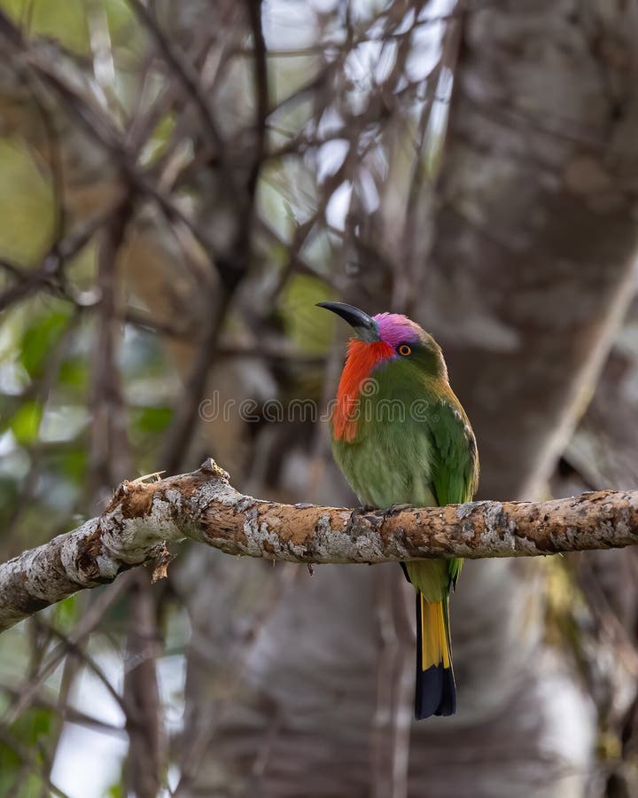 Nature Wildlife Bird of Red-bearded Bee-eater Bird on Branch Stock ...