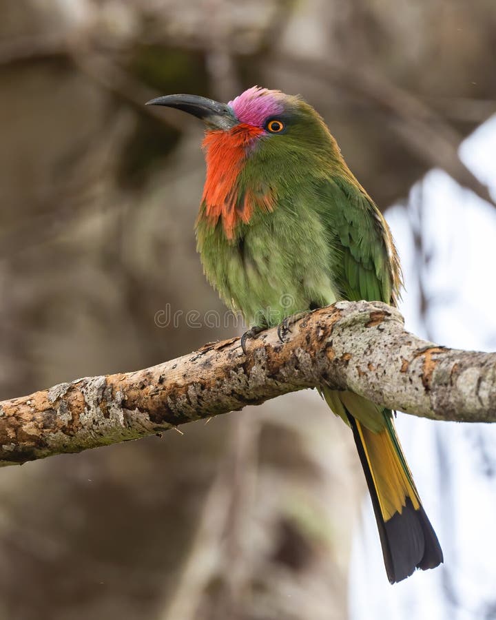 Nature Wildlife Bird of Red-bearded Bee-eater Bird on Branch Stock ...