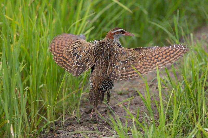 Nature Wildlife of Buff-banded Rail on Paddy Field Stock Photo - Image ...
