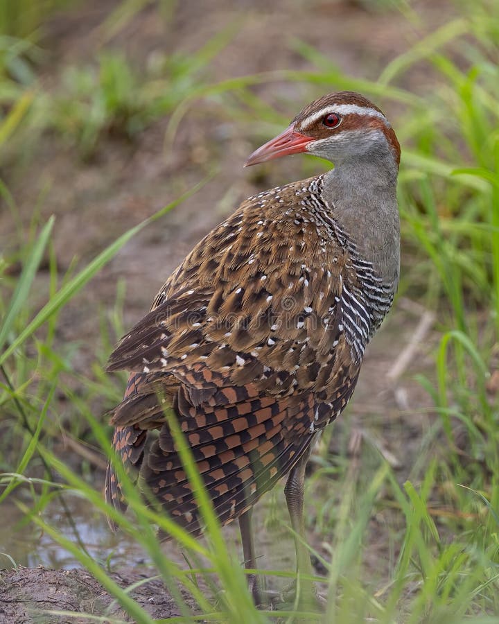 Buff-banded Rail on Paddy Field Stock Image - Image of animal, beauty ...