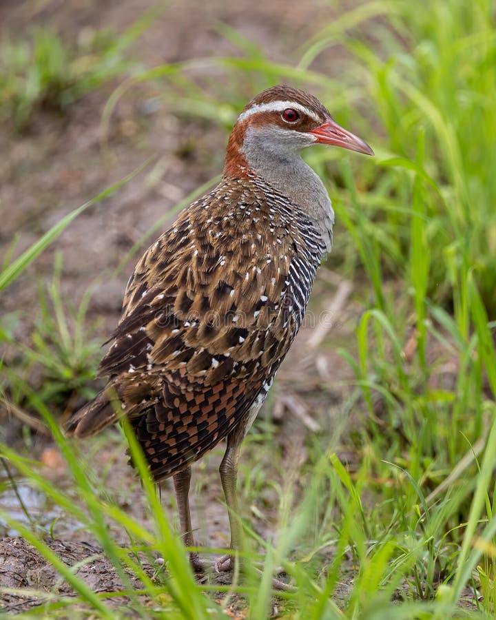 Buff-banded Rail on Paddy Field Stock Image - Image of daylight ...