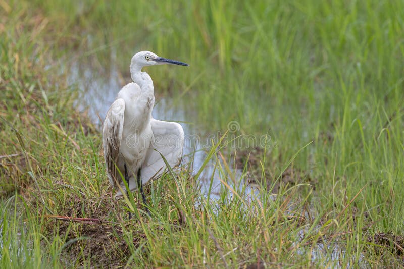 Nature Wildlife of Cattle Egret Bird on Paddy Field Stock Image - Image ...