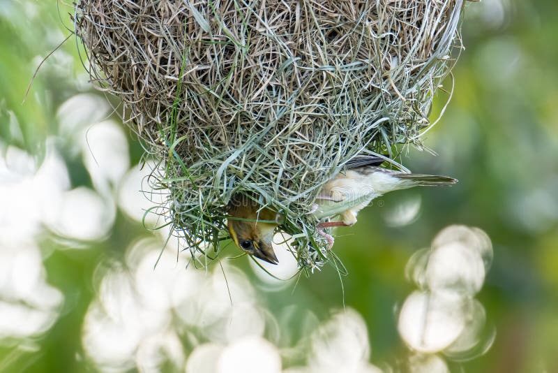 Nature Wildlife Image of Baya Weaver Inside Bird Nest Stock Image ...
