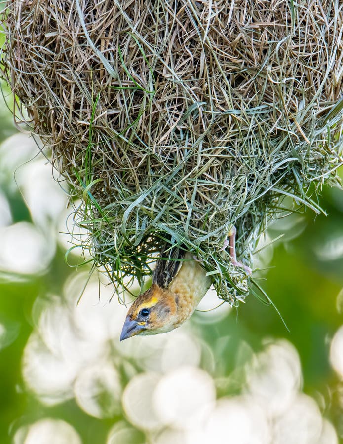 Nature Wildlife Image of Baya Weaver Inside Bird Nest Stock Image ...