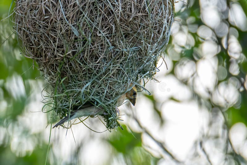 Nature Wildlife Image of Baya Weaver Inside Bird Nest Stock Photo ...