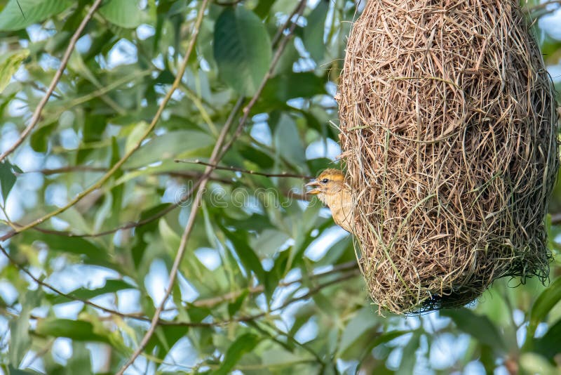 Nature Wildlife Image of Baya Weaver Inside Bird Nest Stock Photo ...