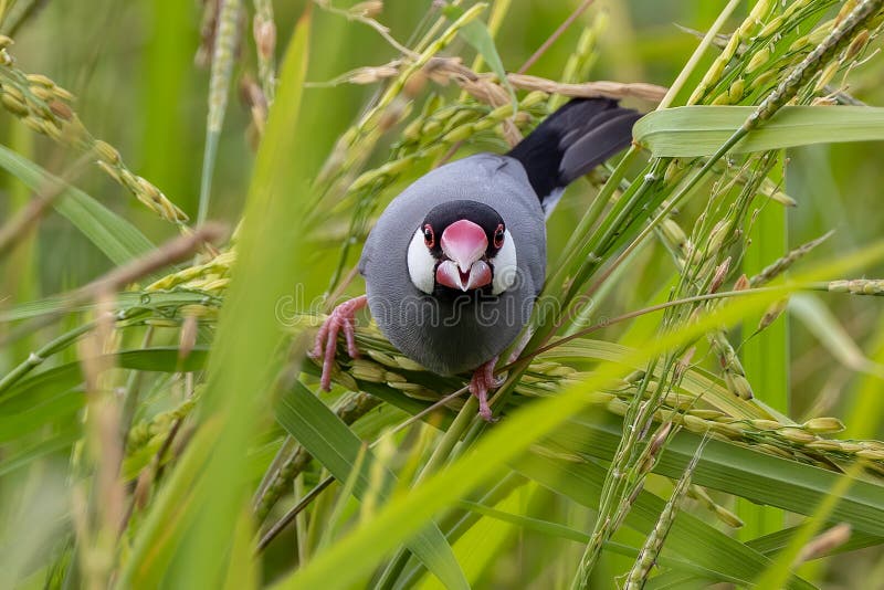 Nature Wildlife Image of Beautiful Bird Java Sparrow (Lonchura ...