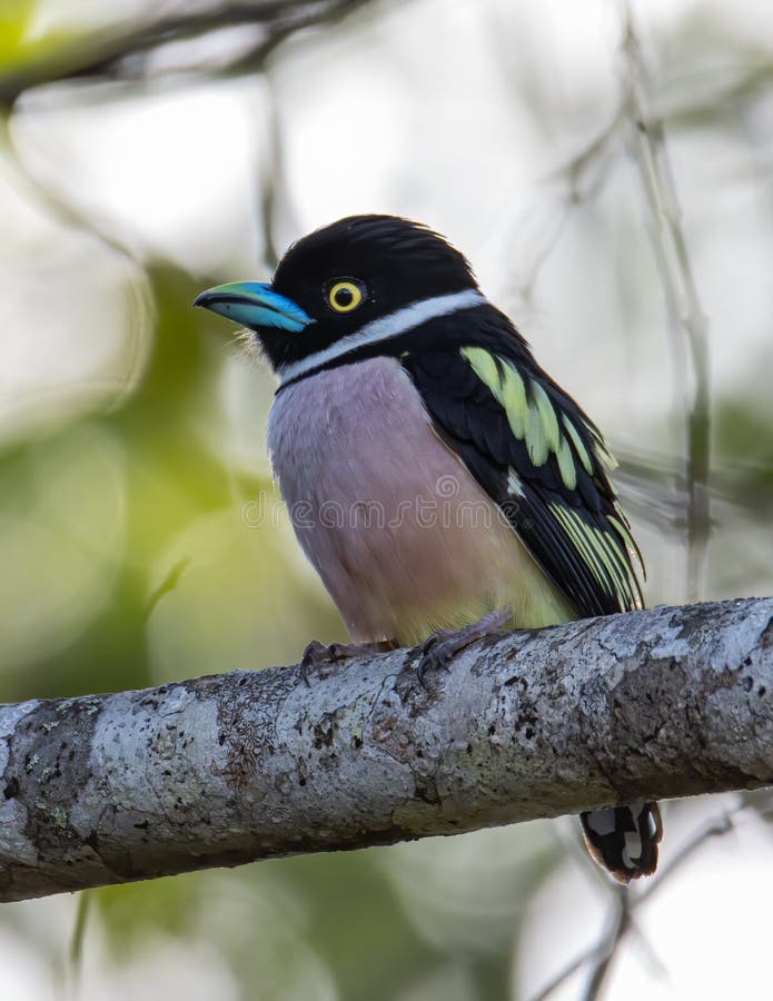 Nature Wildlife Image of Black-and-yellow Broadbill Sabah, Borneo Stock ...