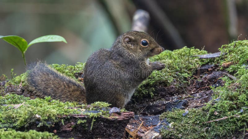 Bornean Mountain Ground Squirrel on Deep Jungle Forest Stock Image ...