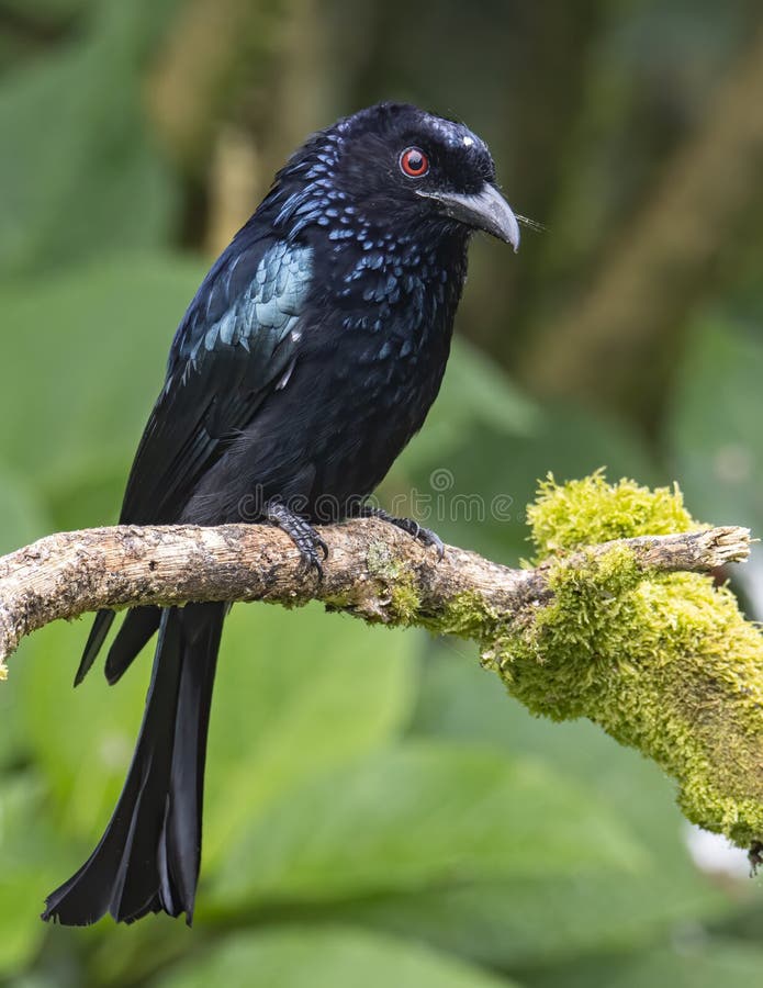 Nature Wildlife Image of Bronze Drongo Bird (Dicrurus Aeneus) on Perch ...