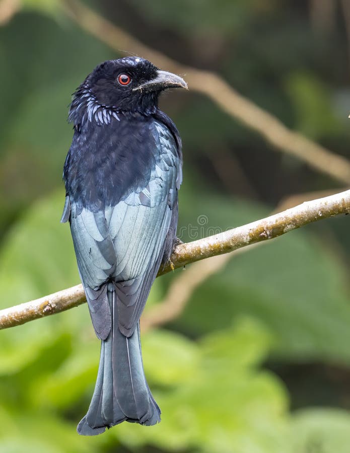 Nature Wildlife Image of Bronze Drongo Bird (Dicrurus Aeneus) on Perch ...