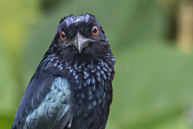 Nature Wildlife Image of Bronze Drongo Bird (Dicrurus Aeneus) on Perch ...