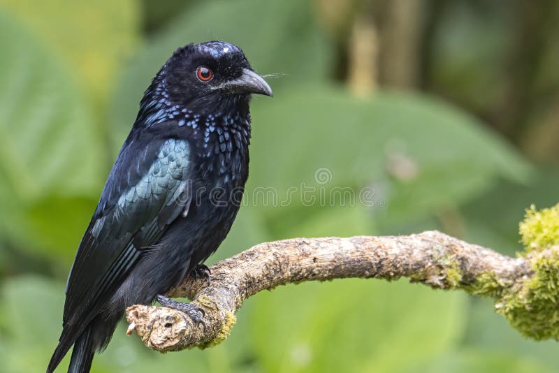 Nature Wildlife Image of Bronze Drongo Bird (Dicrurus Aeneus) on Perch ...