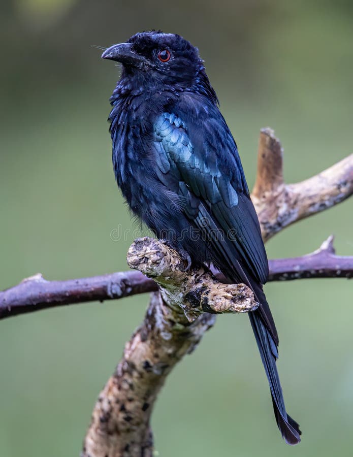 Bronze Drongo Bird Dicrurus Aeneus Perching on Tree Branch Stock Image ...