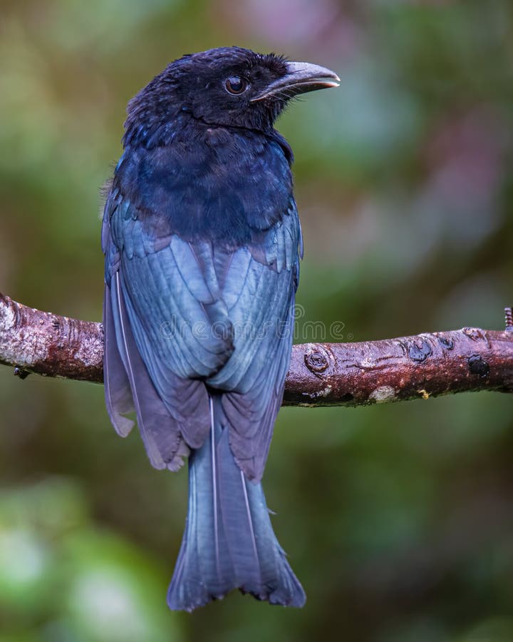 Bronze Drongo Bird Dicrurus Aeneus Perching on Tree Branch Stock Photo - Image of local, perfect ...