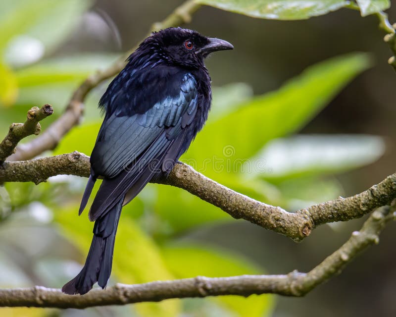 Nature Wildlife Image of Bronze Drongo Bird Dicrurus Aeneus Stock Photo ...