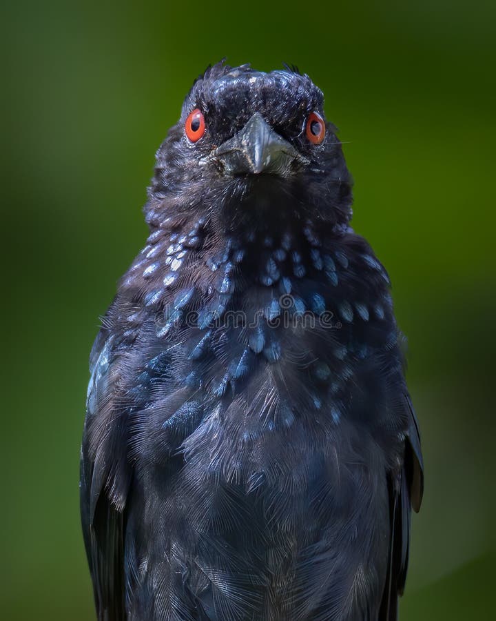Nature Wildlife Image of Bronze Drongo Bird Dicrurus Aeneus Stock Image ...