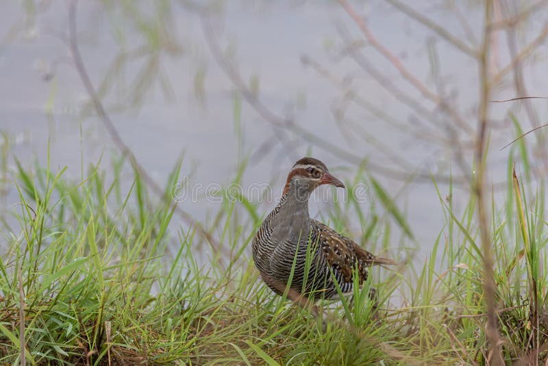 Nature Wildlife Image Buff Banded Rail Bird on Paddy Filed Stock Photo ...