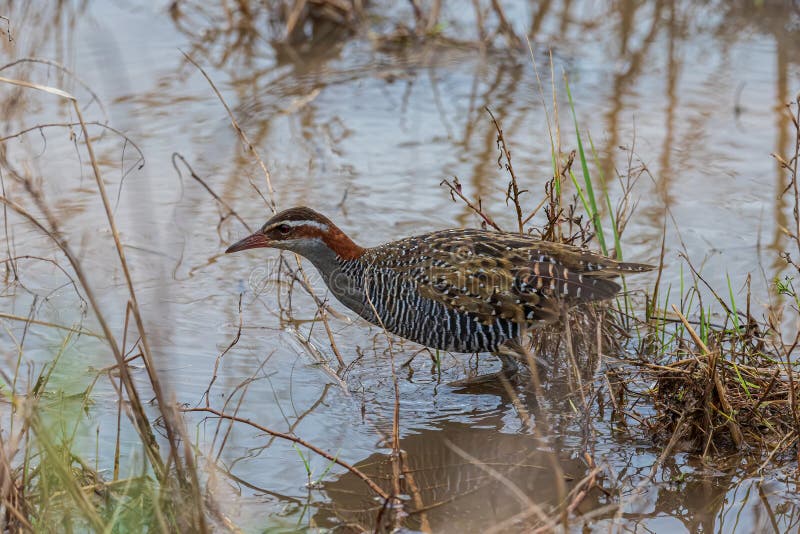 Nature Wildlife Image Buff Banded Rail Bird on Paddy Filed Stock Photo ...
