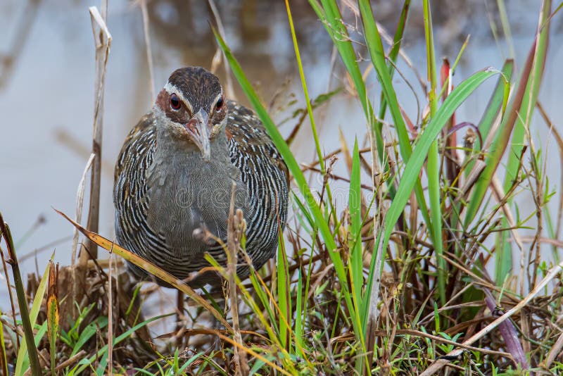 Nature Wildlife Image Buff Banded Rail Bird on Paddy Filed Stock Photo ...