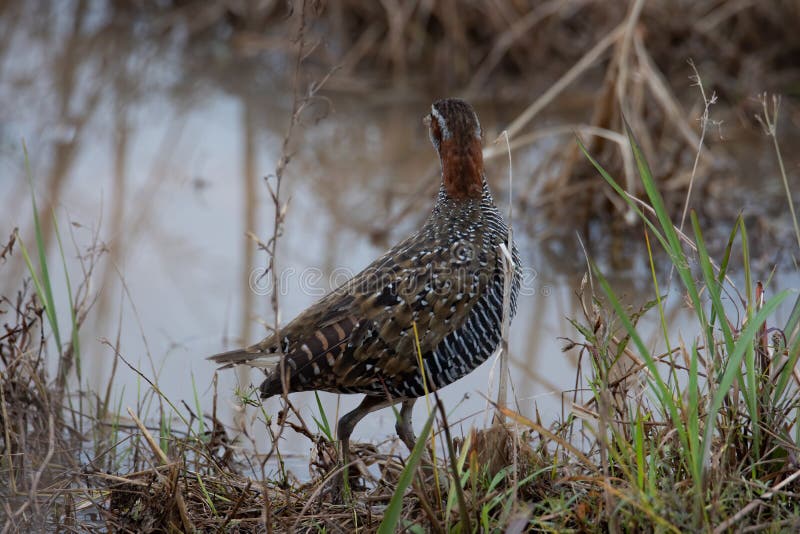 Nature Wildlife Image Buff Banded Rail Bird on Paddy Filed Stock Photo ...