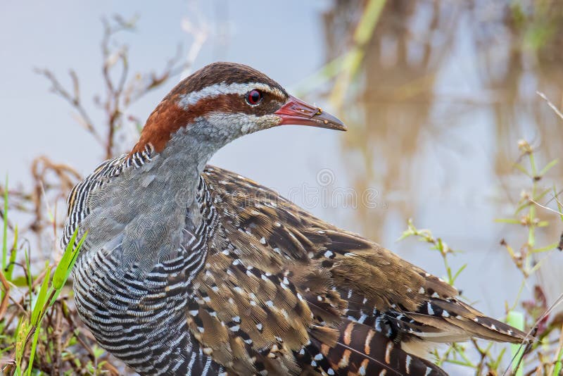 Nature Wildlife Image Buff Banded Rail Bird on Paddy Filed Stock Photo ...