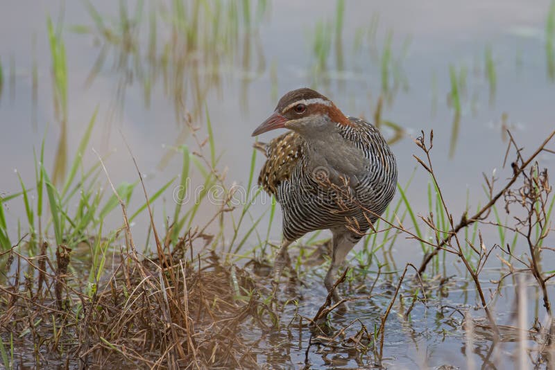Nature Wildlife Image Buff Banded Rail Bird on Paddy Filed Stock Photo ...