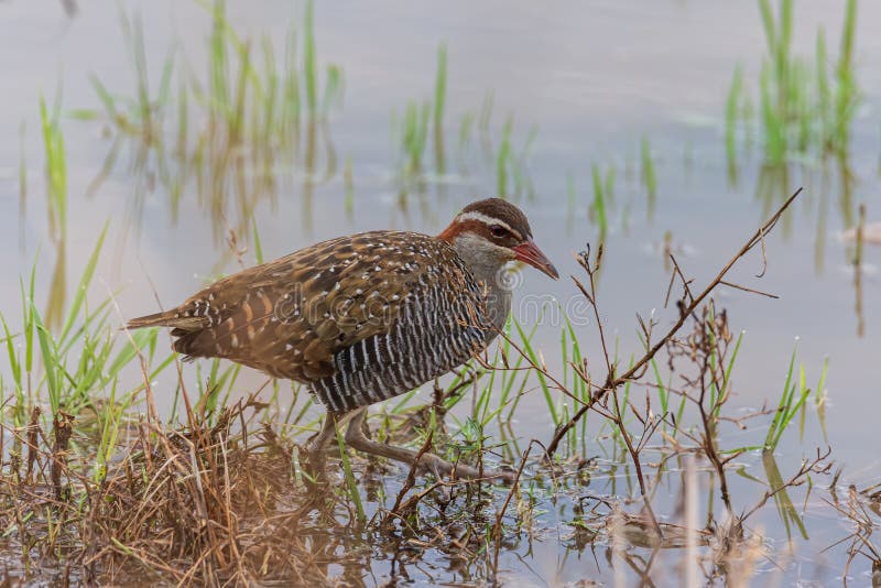 Nature Wildlife Image Buff Banded Rail Bird on Paddy Filed Stock Photo ...