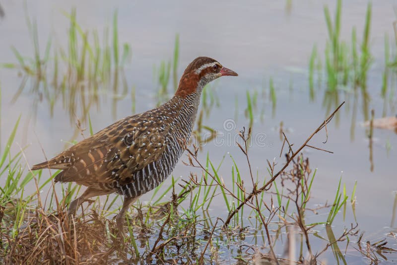 Nature Wildlife Image Buff Banded Rail Bird on Paddy Filed Stock Photo ...