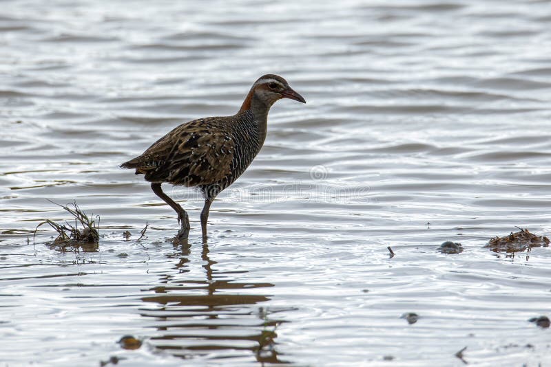 Nature Wildlife Image Buff Banded Rail Bird on Paddy Filed Stock Photo ...