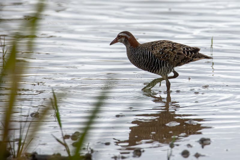 Nature Wildlife Image Buff Banded Rail Bird on Paddy Filed Stock Photo ...