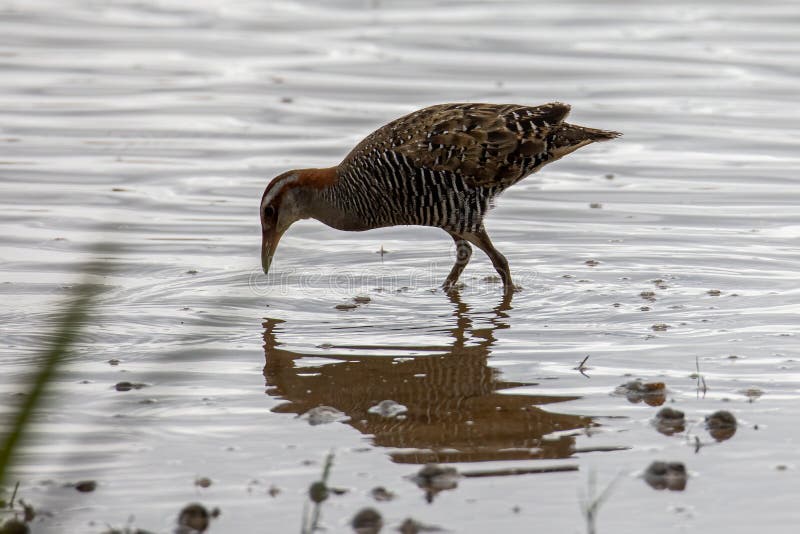 Nature Wildlife Image Buff Banded Rail Bird on Paddy Filed Stock Image ...