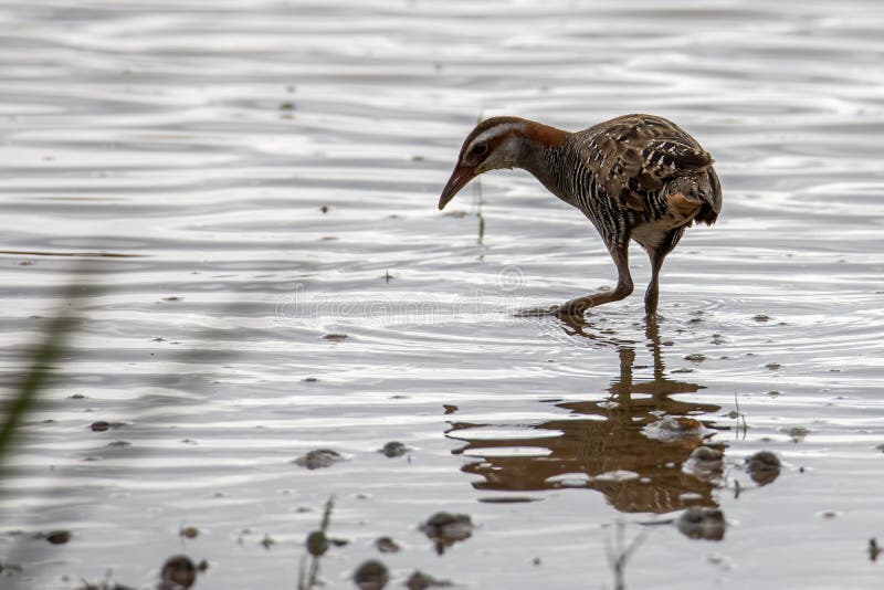 Nature Wildlife Image Buff Banded Rail Bird on Paddy Filed Stock Image ...