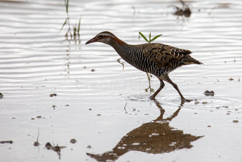 Nature Wildlife Image Buff Banded Rail Bird on Paddy Filed Stock Image ...