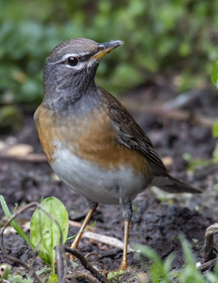 Eyebrow Thrush Bird on Nature Jungle Stock Image - Image of male ...