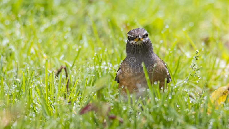 Eyebrow Thrush Bird on Nature Jungle Stock Photo - Image of national ...