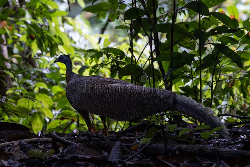 Nature Wildlife Image of the Great Argus in the Deep Jungle in Sabah ...