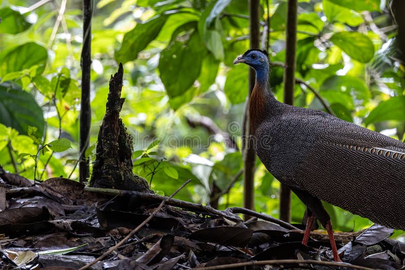 Nature Wildlife Image of the Great Argus in the Deep Jungle in Sabah ...