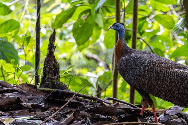 Nature Wildlife Image of the Great Argus in the Deep Jungle in Sabah ...