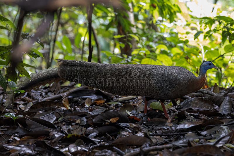 Nature Wildlife Image of the Great Argus in the Deep Jungle in Sabah ...