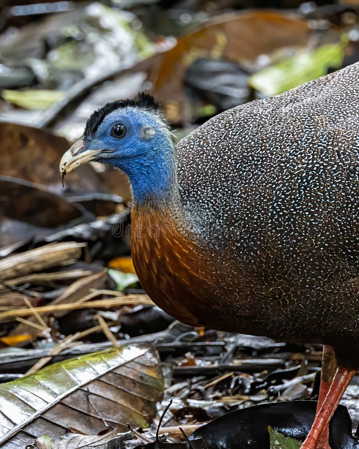 Nature Wildlife Image of the Great Argus in the Deep Jungle in Sabah ...