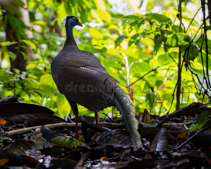 Nature Wildlife Image of the Great Argus in the Deep Jungle in Sabah ...