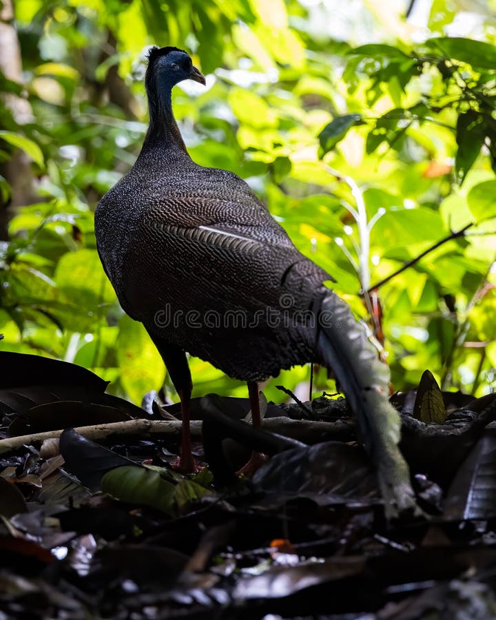Nature Wildlife Image of the Great Argus in the Deep Jungle in Sabah ...