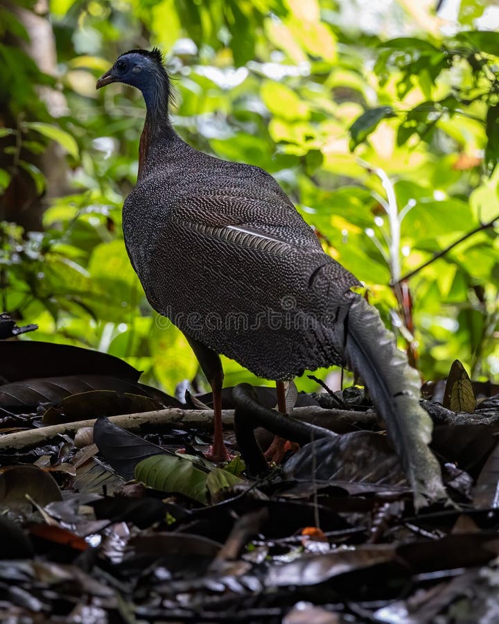 Nature Wildlife Image of the Great Argus in the Deep Jungle in Sabah ...
