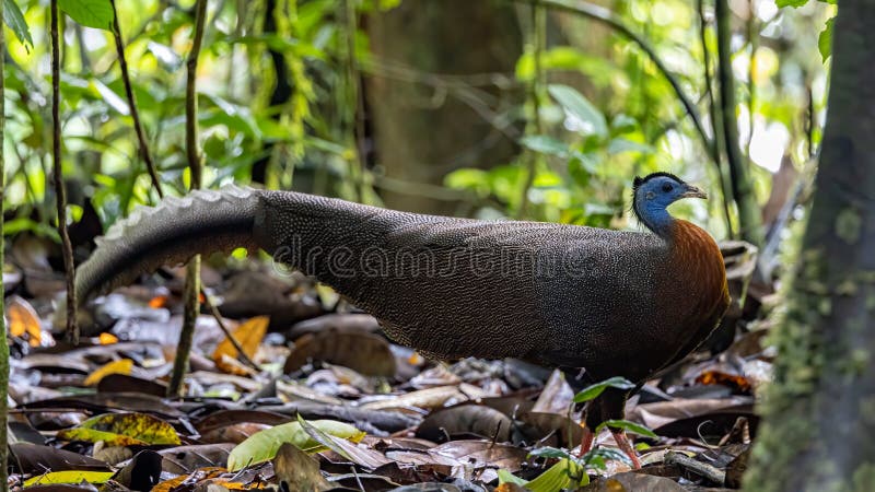Nature Wildlife Image of the Great Argus in the Deep Jungle in Sabah ...