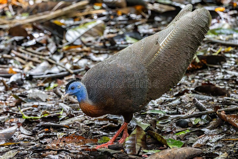 Nature Wildlife Image of the Great Argus in the Deep Jungle in Sabah ...