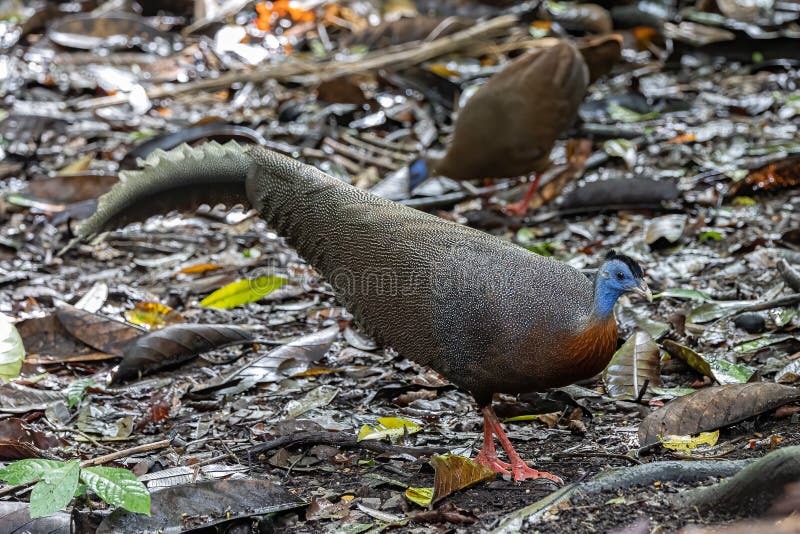 Nature Wildlife Image of the Great Argus in the Deep Jungle in Sabah ...